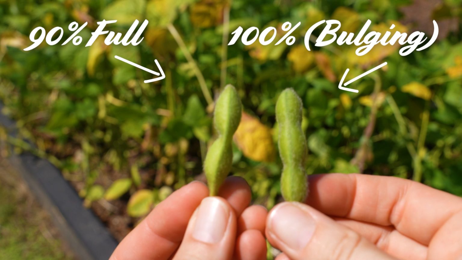 When & How To Harvest Edamame (Soybeans)–2 Ways!