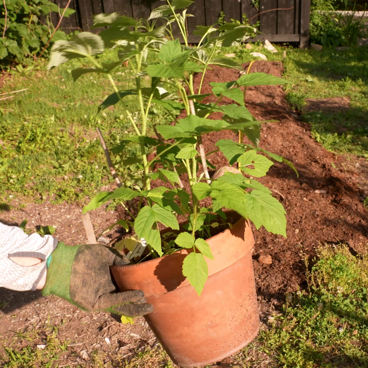 Raspberry Planting Guide — Soil, Sun, pH, Fertilizing, Growing & Caring ...
