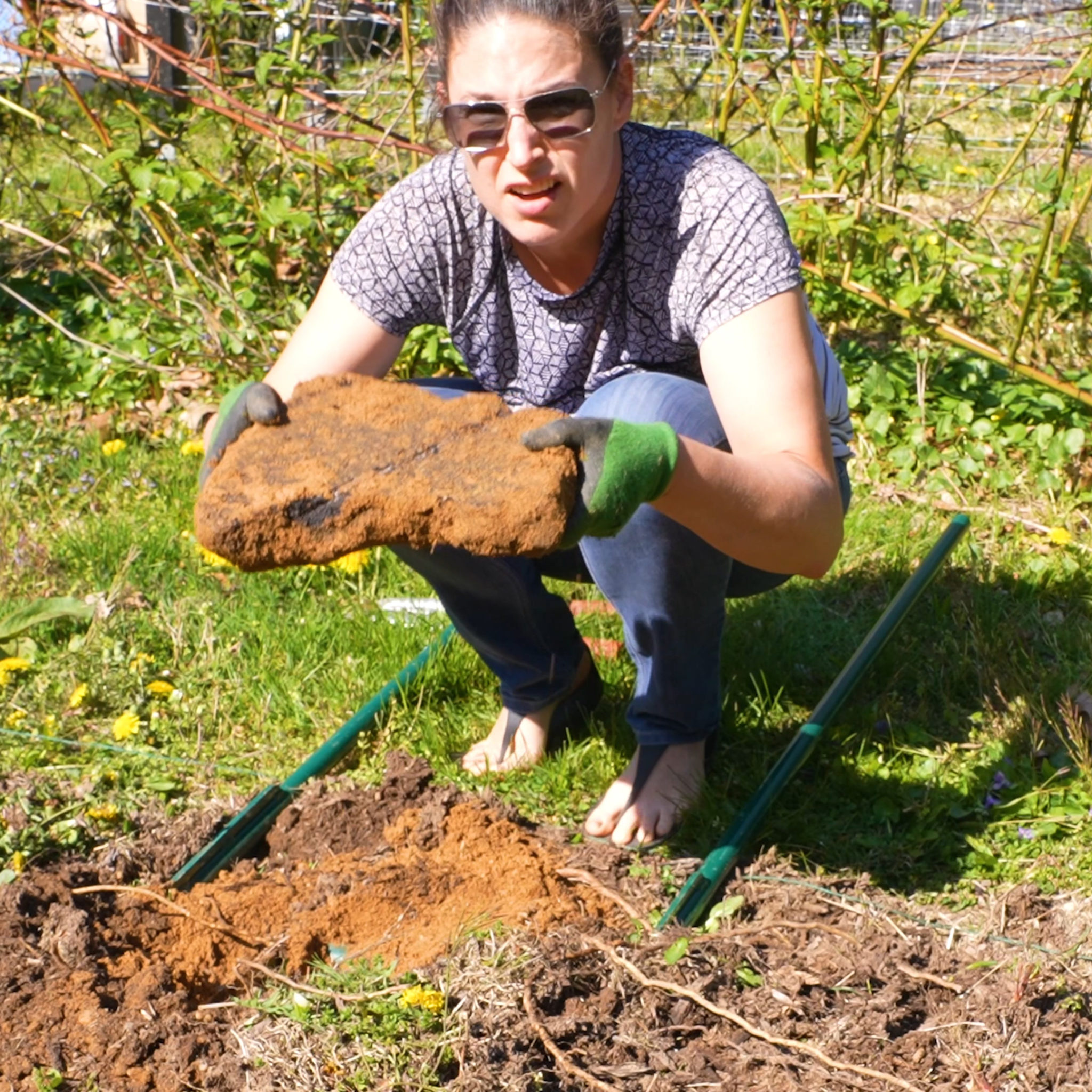 Raspberry Planting Guide — Soil, Sun, pH, Fertilizing, Growing & Caring ...