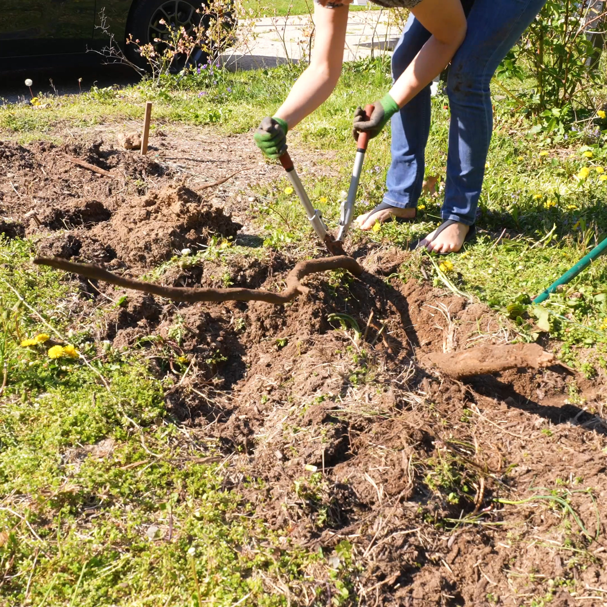 Raspberry Planting Guide — Soil, Sun, pH, Fertilizing, Growing & Caring ...