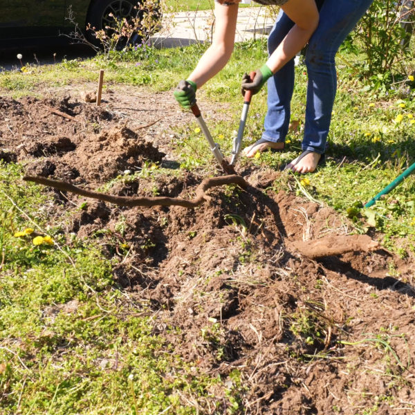 Raspberry Planting Guide — Soil, Sun, pH, Fertilizing, Growing & Caring ...