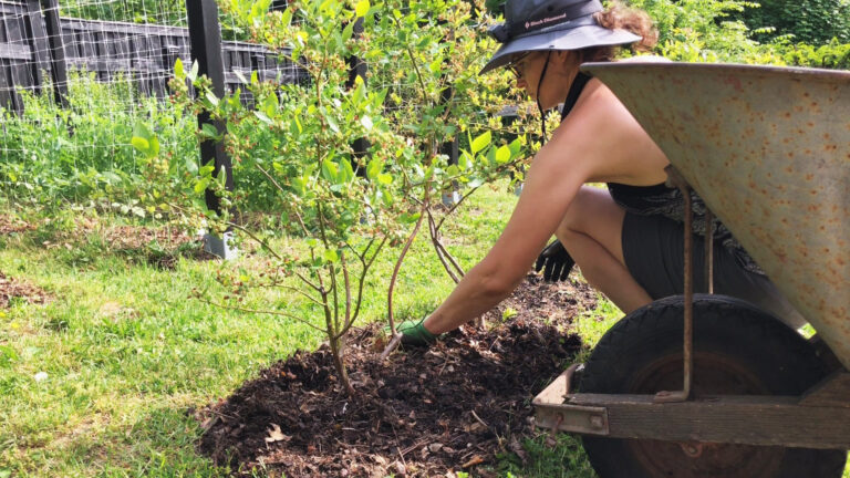 Blueberry Planting Guide—When To Plant, Types, Soil, pH, Fertilizer & More!