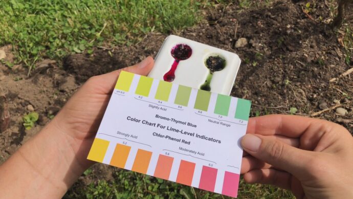 Blueberry Planting Guide—When To Plant, Types, Soil, pH, Fertilizer & More!