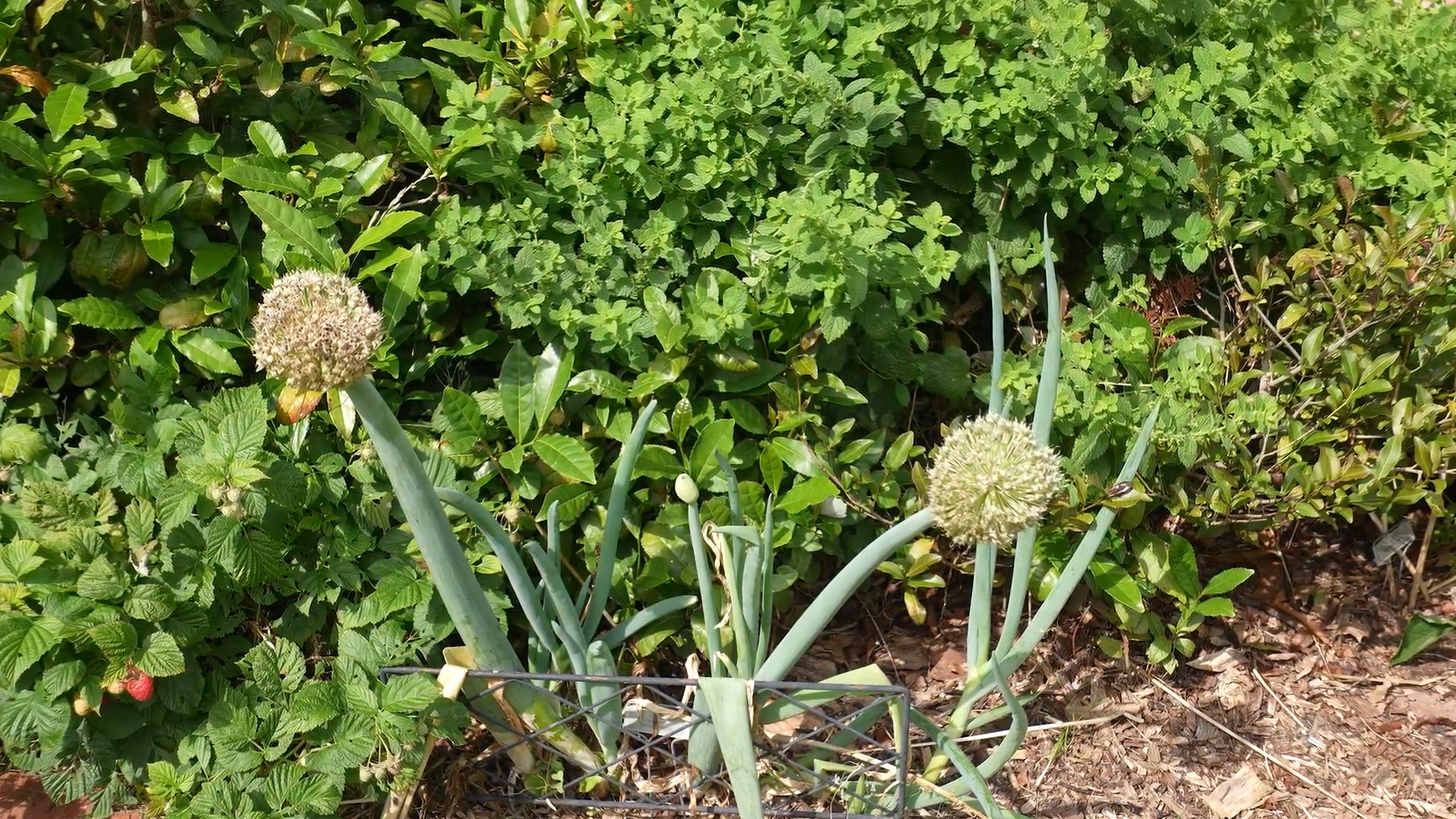 My Veggie Garden Layout & Tour (Front Yard & Vertical!)