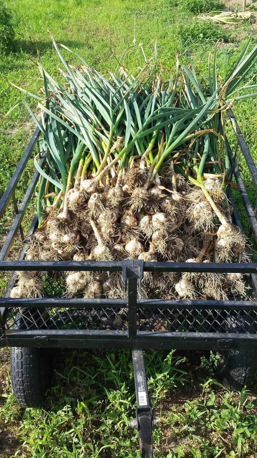 The Best Garlic Fertilizers & When To Apply Them