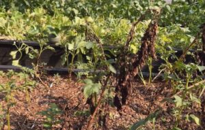 When To Harvest Potatoes — 6 Signs They’re Ready!