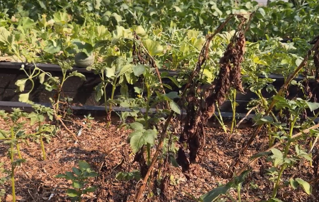 When To Harvest Potatoes — 6 Signs They’re Ready!