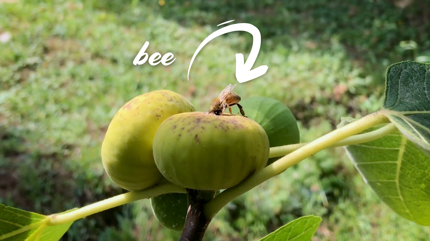 Read This Before You Plant a Fig Tree In Ground