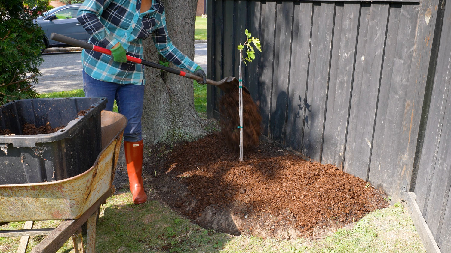 Read This Before You Plant a Fig Tree In Ground