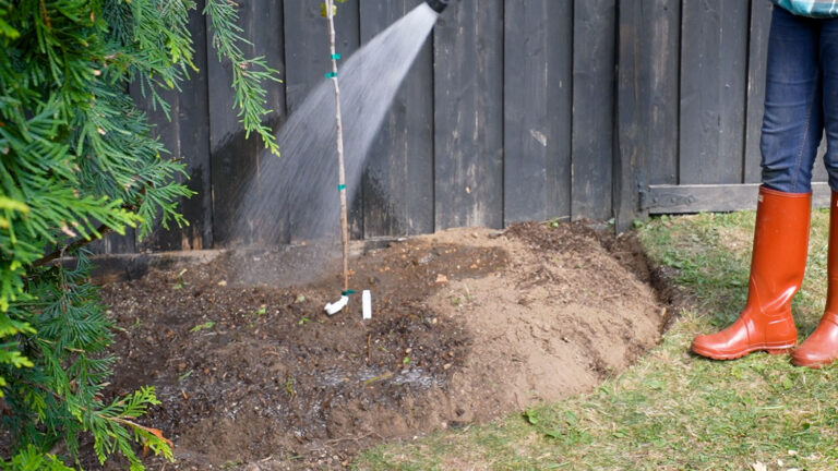 Read This Before You Plant a Fig Tree In Ground