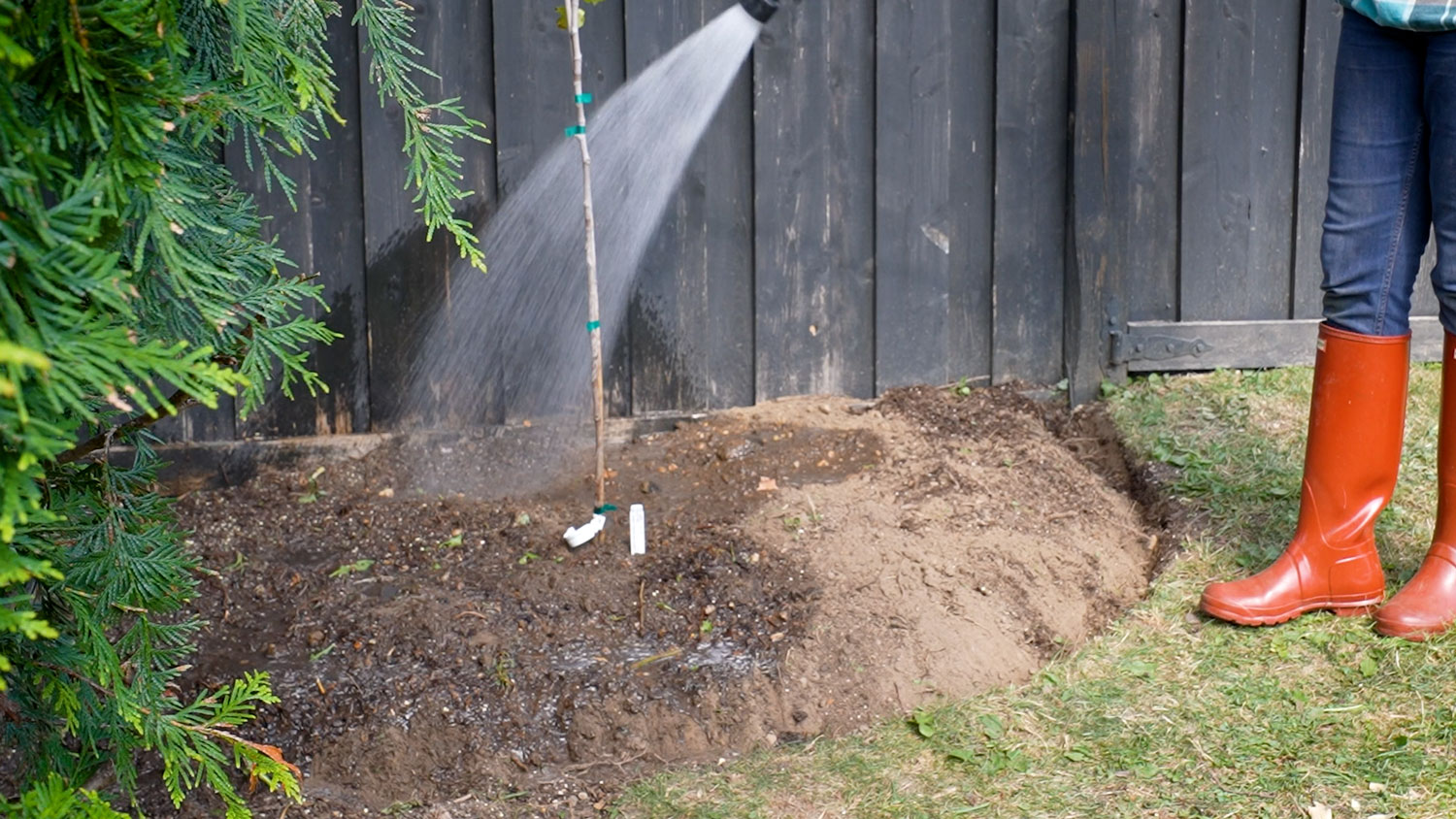 Read This Before You Plant a Fig Tree In Ground