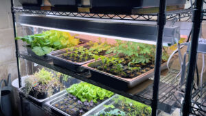 My Indoor Seed Starting Setup — 7 Supplies You Need (and 10 You Don’t!)