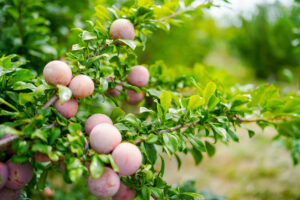 Small Fruit Trees for Small Garden Designs – 33 Ideas!