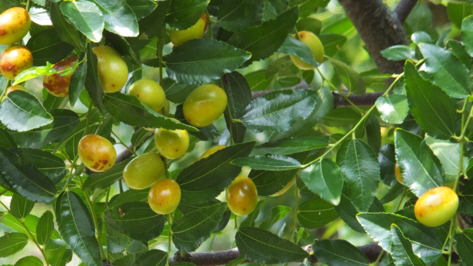 Small Fruit Trees for Small Garden Designs – 33 Ideas!