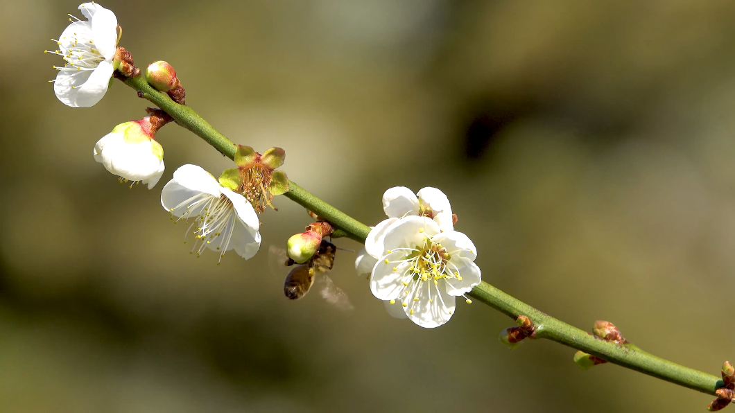 Small Fruit Trees for Small Garden Designs – 33 Ideas!